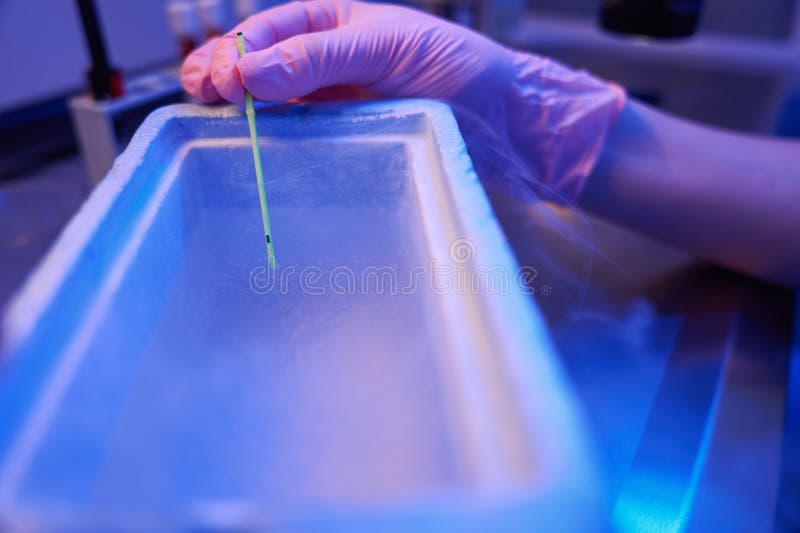 Experienced Scientist Performing Cryopreservation of Cell Samples Stock ...