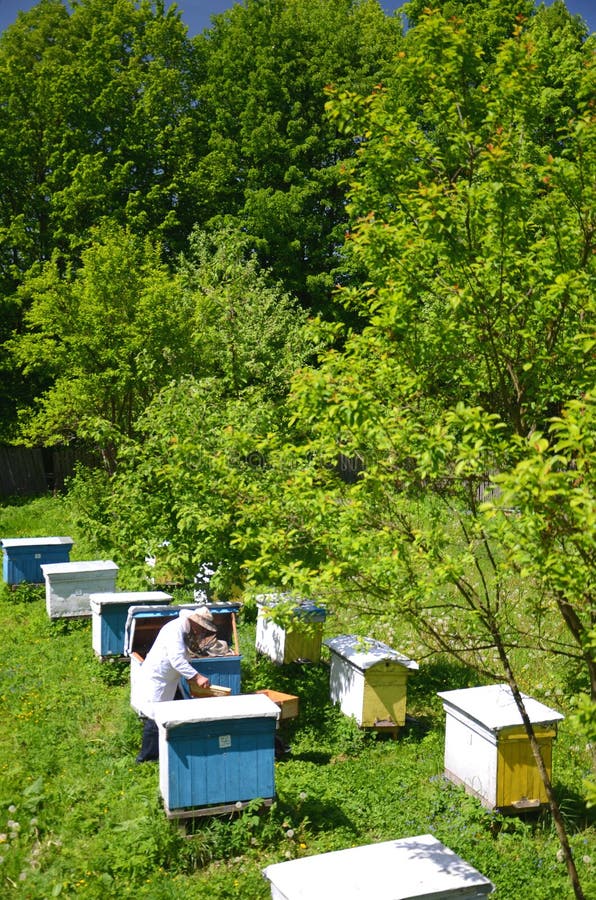 Experienced Senior Beekeeper Making Inspection in Apiary Stock Image ...