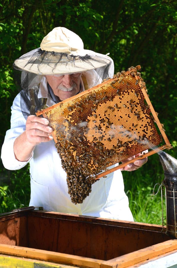 Experienced Senior Beekeeper Making Inspection in Apiary Stock Image ...