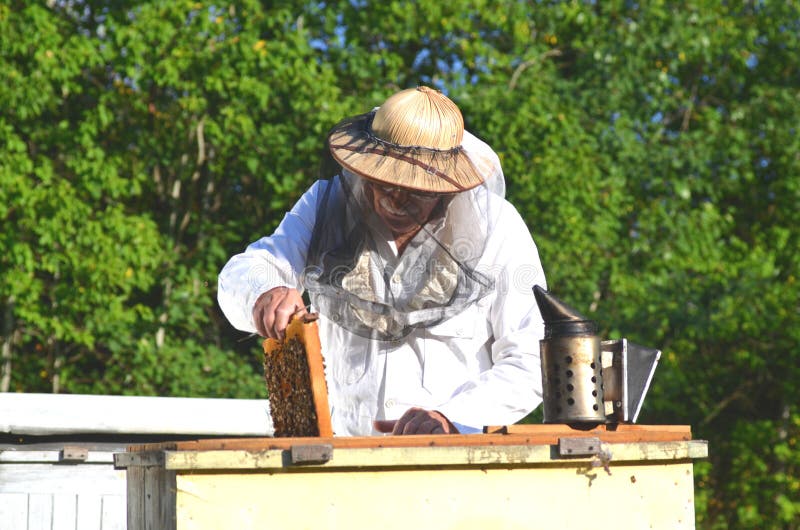 Experienced Senior Beekeeper Making Inspection in Apiary Stock Photo ...