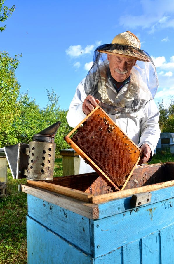 Experienced Senior Beekeeper Making Inspection in Apiary Stock Photo ...