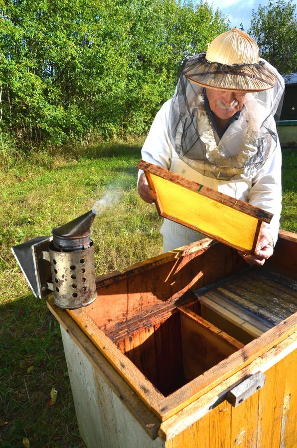 Experienced Senior Beekeeper Making Inspection in Apiary Stock Image ...