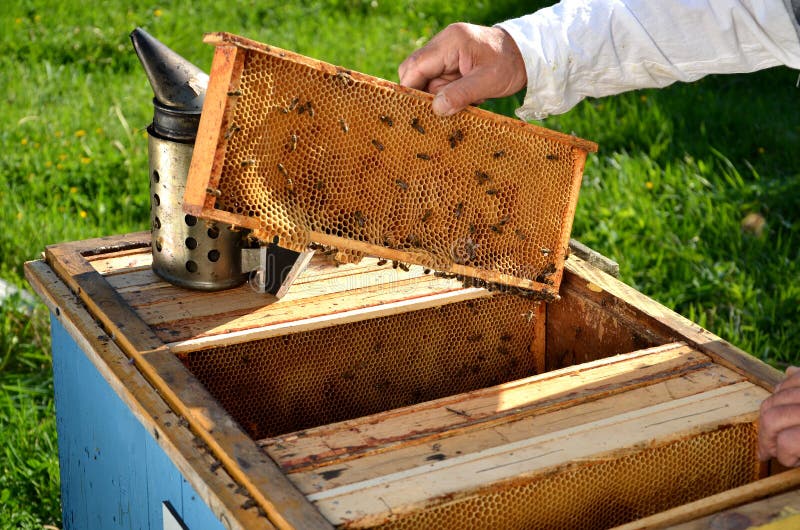 Experienced Senior Beekeeper Working in His Apiary Stock Image - Image ...