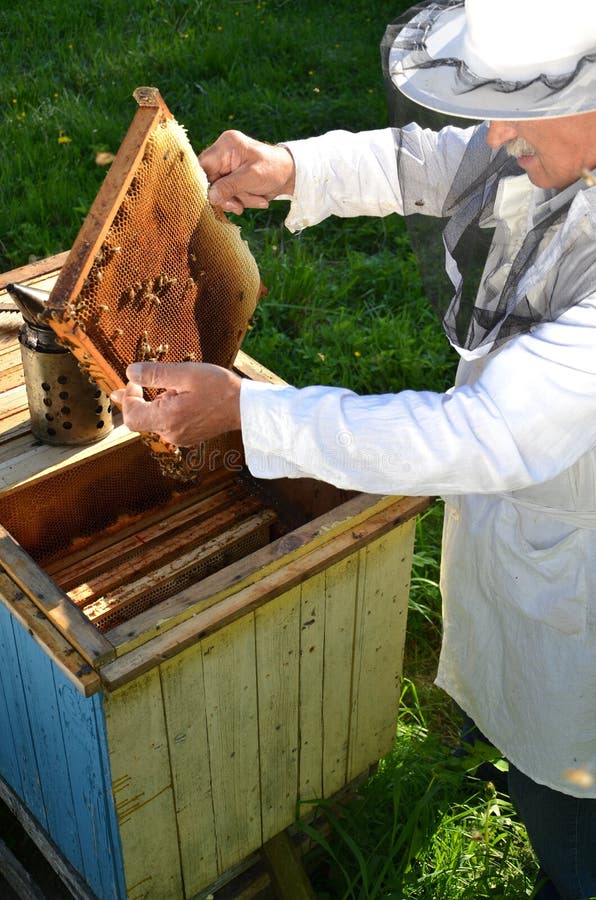 Experienced Senior Beekeeper Working in His Apiary Stock Photo - Image ...