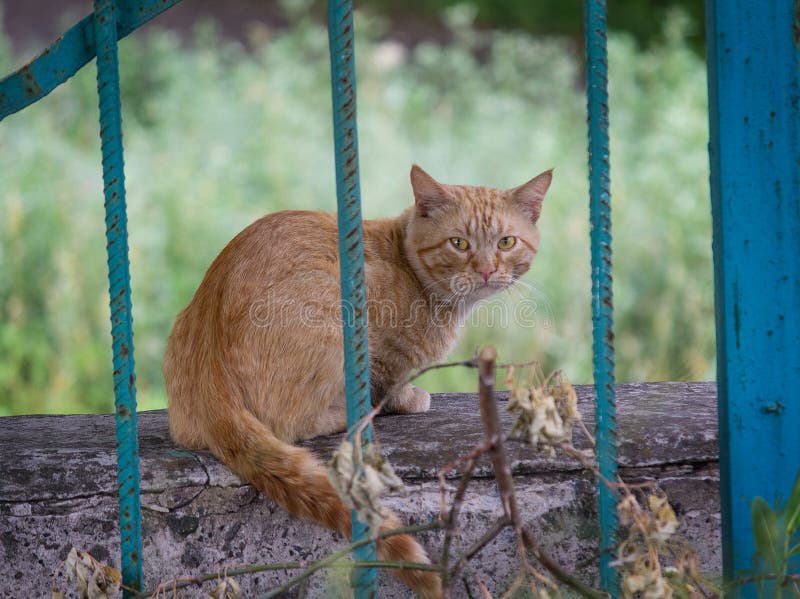 Experienced Stray Red Cat Behind Bars Fence Stock Photo - Image of ...