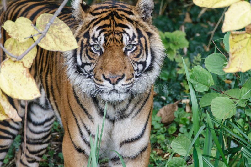 Experienced Sumatra Tigers with Mustache Hair Look Directly into the ...