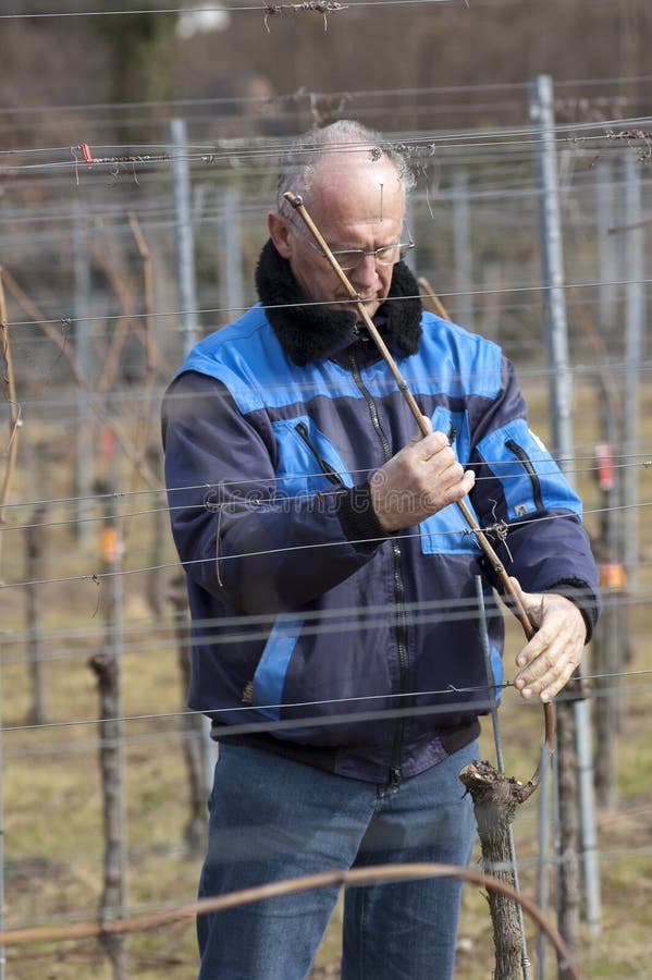 Experienced Vintner is Working Stock Image - Image of agriculture ...