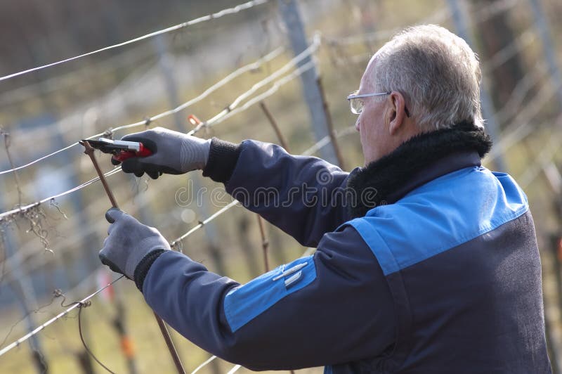 Experienced Vintner is Working Stock Photo - Image of farming, clippers ...