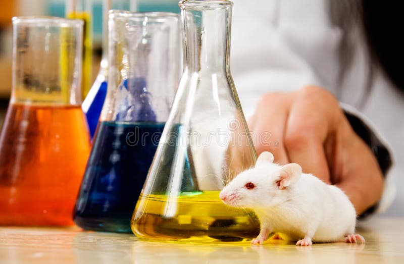 Rat in Lab. Animal Experiments Stock Image - Image of scientific ...
