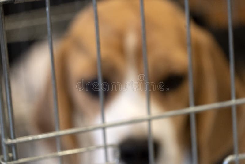 Experiment Beagle Dog in a Cage Stock Photo - Image of adopted, kennel ...
