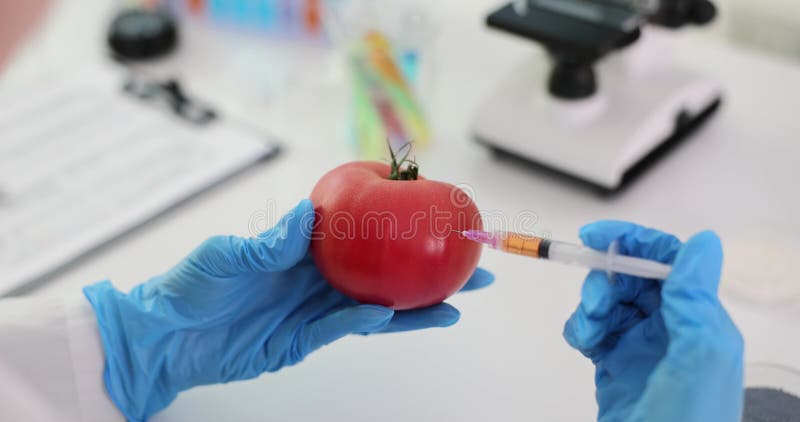 Experiment on Genetic Modification of Tomatoes in the Laboratory Stock ...
