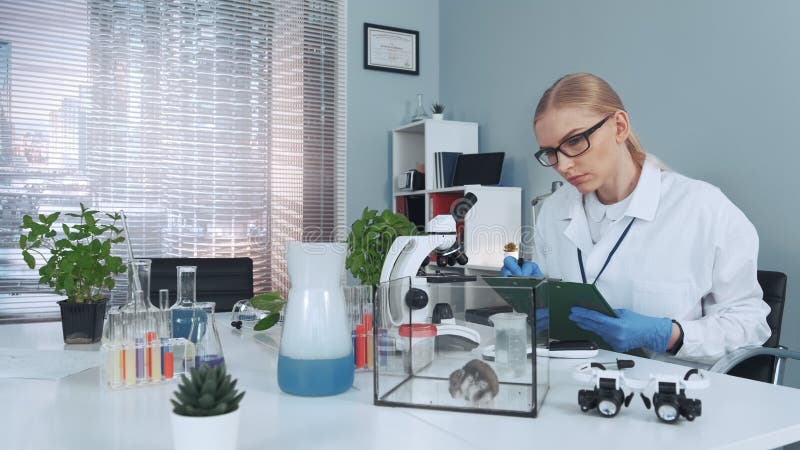 Experiment on Hamster in Modern Lab: Scientist Observing Animal ...