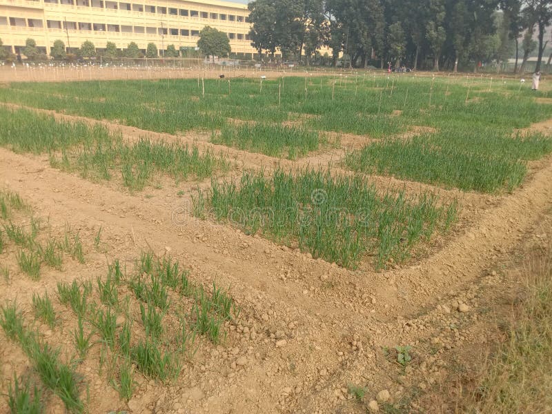 Green Colored Wheat on Farm for Experiment Stock Image - Image of ...