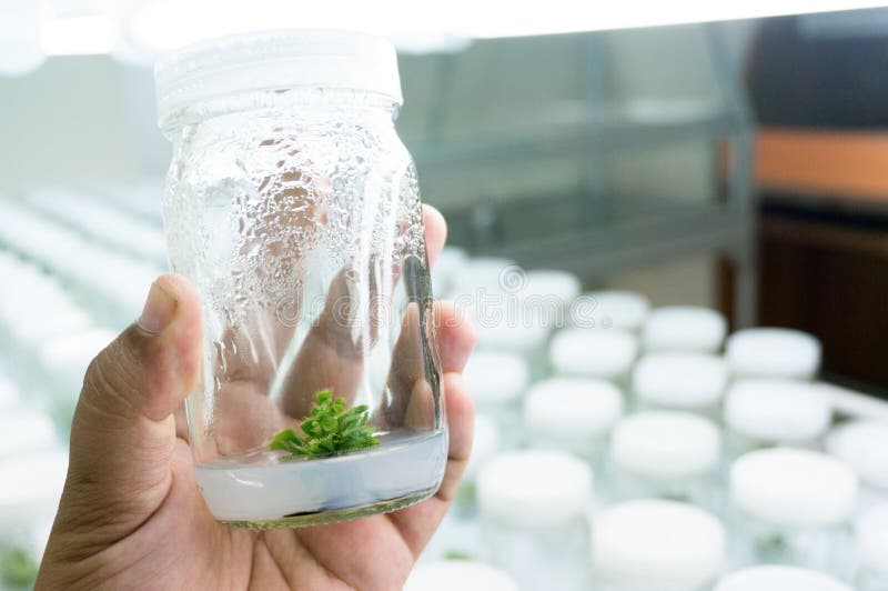 Experiment Plant Tissue Culture in Laboratory Stock Photo - Image of ...