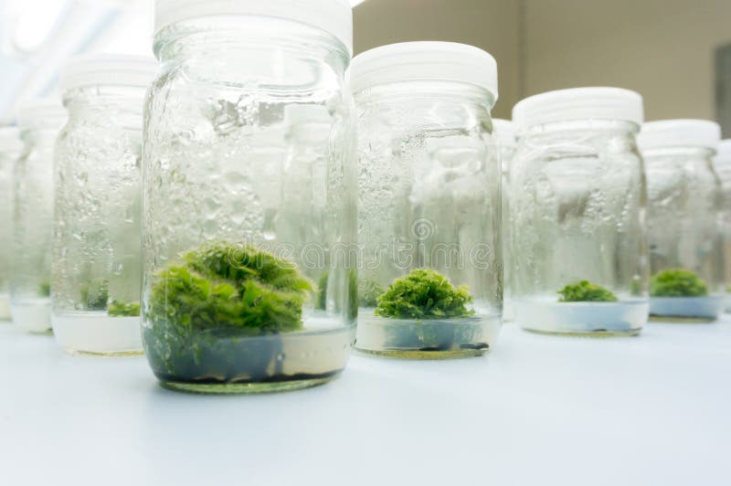 Experiment Plant Tissue Culture Stock Image - Image of examination ...