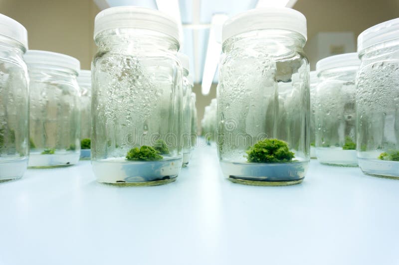 Experiment Plant Tissue Culture in Laboratory Stock Photo - Image of ...