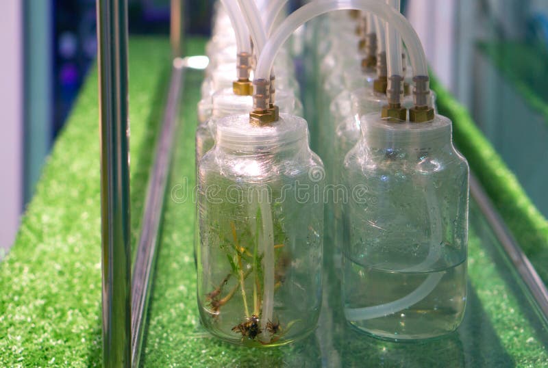 The Experiment of Planting Rice in Lab Stock Photo - Image of farm ...