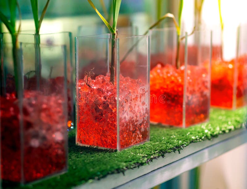 The Experiment of Planting Rice in Lab Stock Photo - Image of ...
