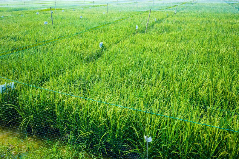 Experiment Rice Genetics Farm Stock Photo - Image of paddy, nursery ...
