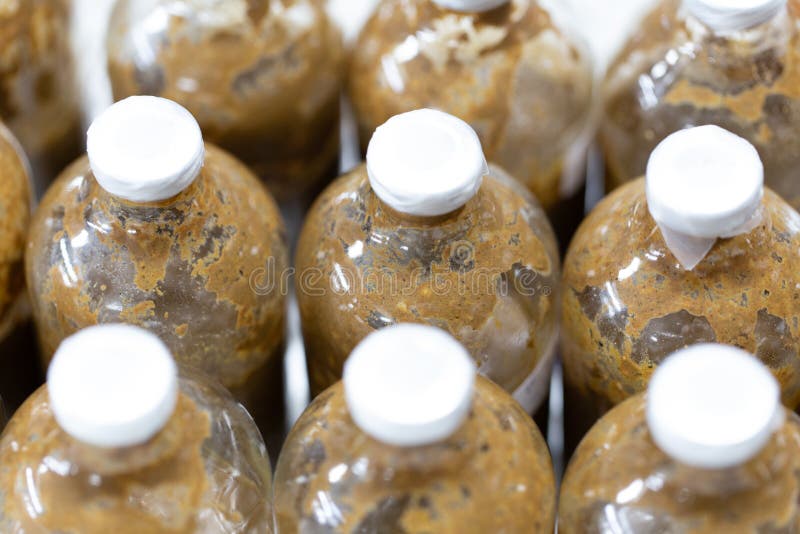 Experiment of Waste Fermentation in Laboratories. Stock Photo - Image ...