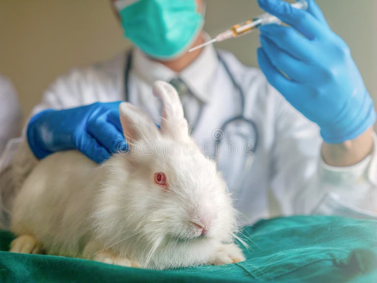Experiment with White Rabbit in Laboratory Stock Image - Image of ...