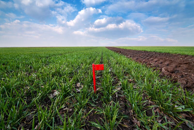 Experimental Areas with Marker and Flags on Type of Cereal Field Stock ...