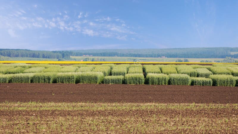 Experimental Fields of Wheat Stock Image - Image of capacity, issues ...