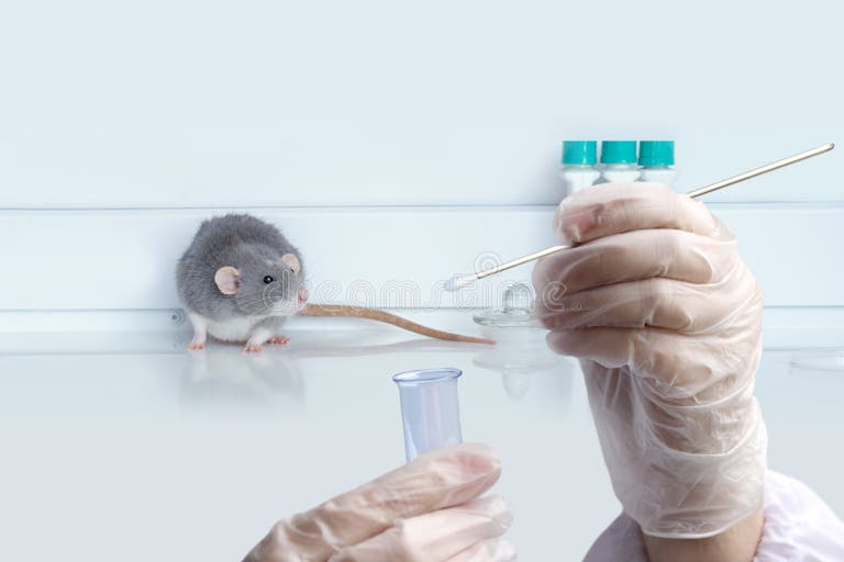Experimental Laboratory Gray Rat, Concept Genetic Modifications ...