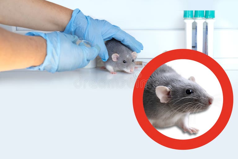 Experimental Laboratory Gray Rat, Concept Genetic Modifications ...