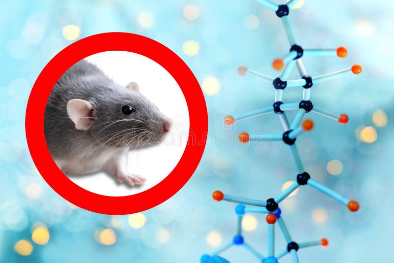 Experimental Laboratory Gray Rat, Genetic Modifications, Behavioral ...