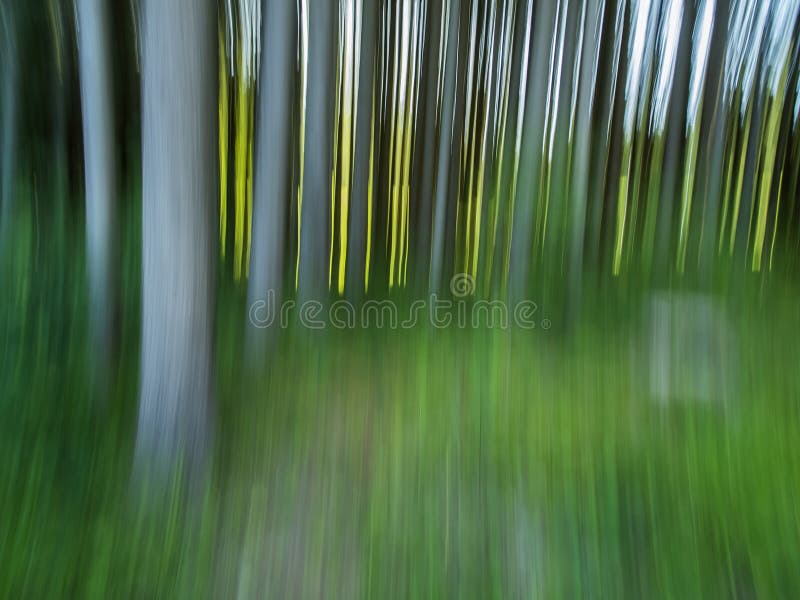 Experimental Long Exposure in the Forest Stock Photo - Image of ...