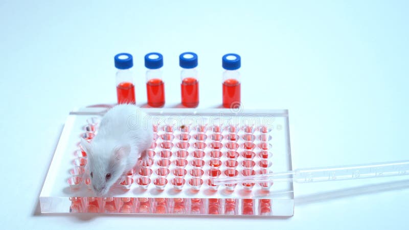 Experimental Mice for Biological Test Stock Video - Video of laboratory ...