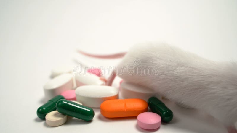 Experimental Mouse and Pills Stock Video - Video of medical, blue ...