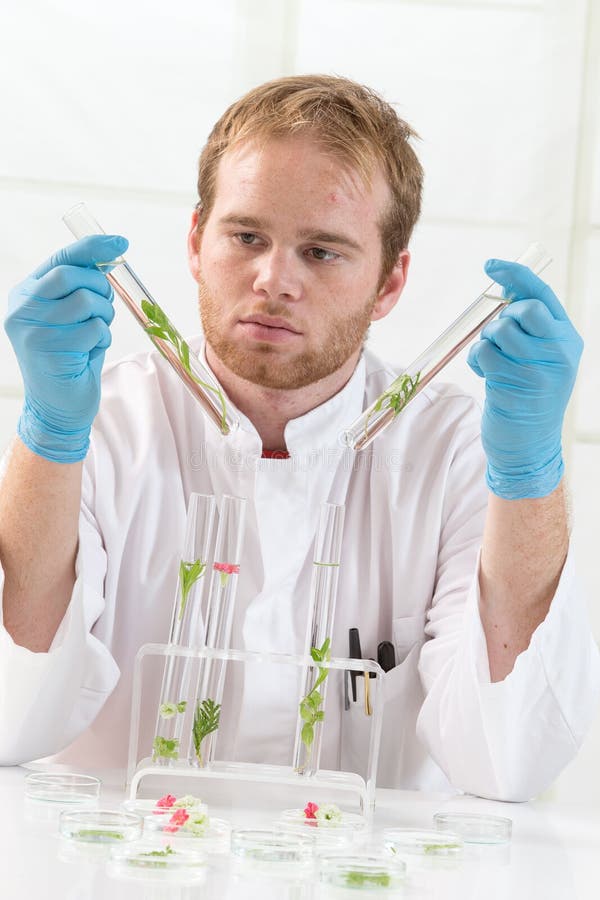 Experimental plant biology stock image. Image of genetic - 64630109