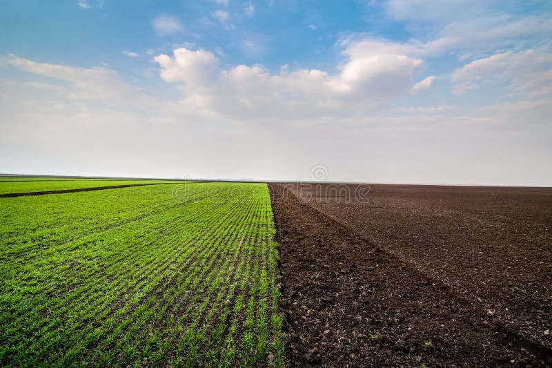 Arable Land and Field with Green Wheat Stock Photo - Image of farmland ...