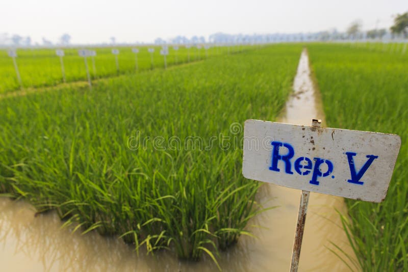 Experimental rice farm stock image. Image of experiment - 76263911