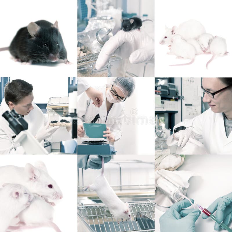 Experimental Work with Mice Stock Photo - Image of neuroscience, cage ...
