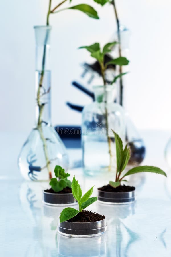 Experimenting with Flora in Laboratory. Stock Photo - Image of flora ...