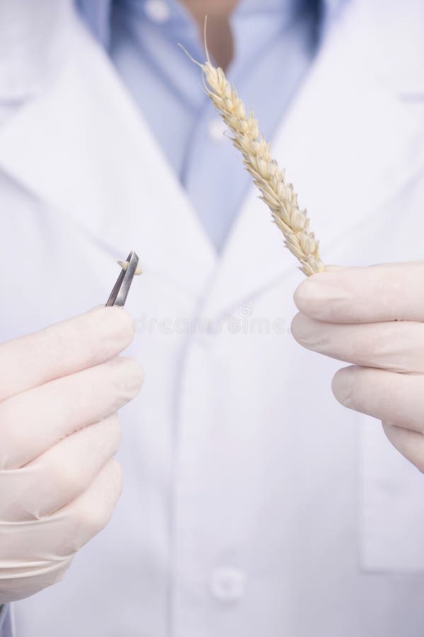 Experimenting with Wheat in a Laboratory. Stock Photo - Image of ...