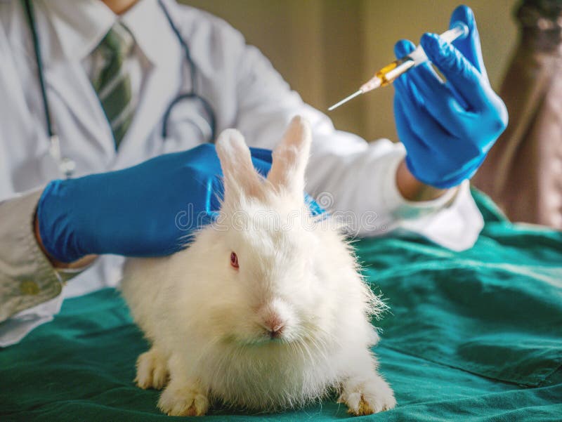 Experimento Con El Conejo Blanco En Laboratorio Imagen de archivo ...