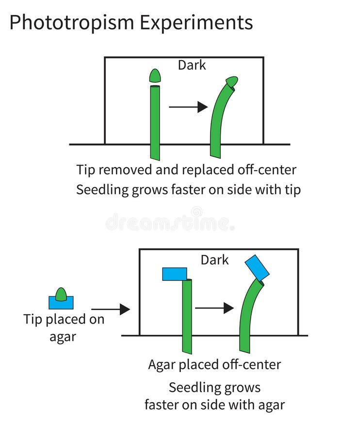 Experiments Demonstrating Phototropism in Plants Stock Vector ...