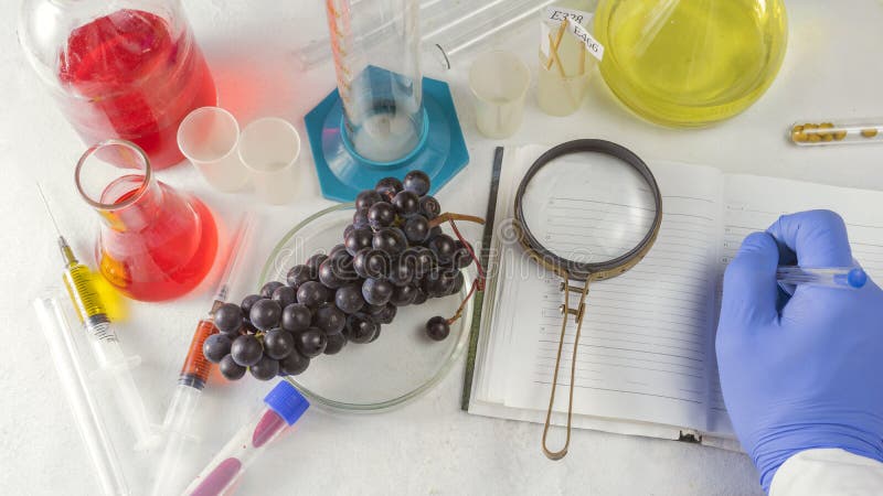 Experiments with Grape Fruits in the Laboratory. the Hand of a ...