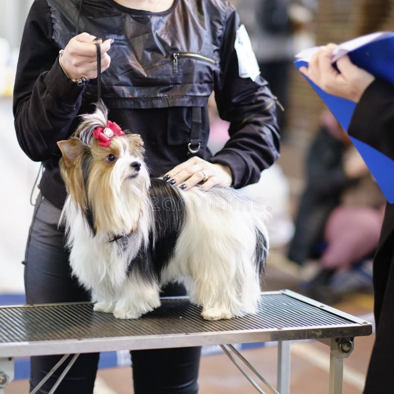 An Expert Examines a Beaver Yorkshire Terrier Dog with a Red Bow at the ...
