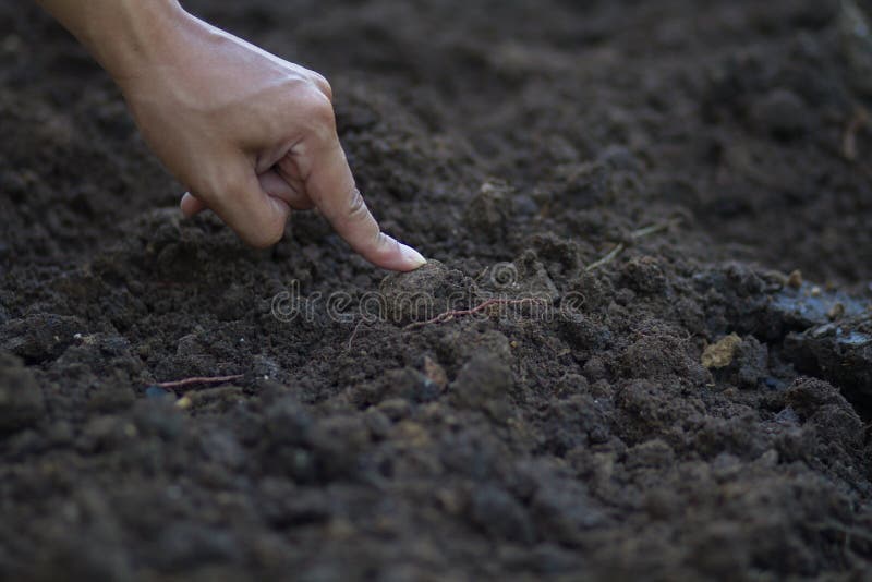 Testing the soil stock photo. Image of cultivation, ground - 1154676