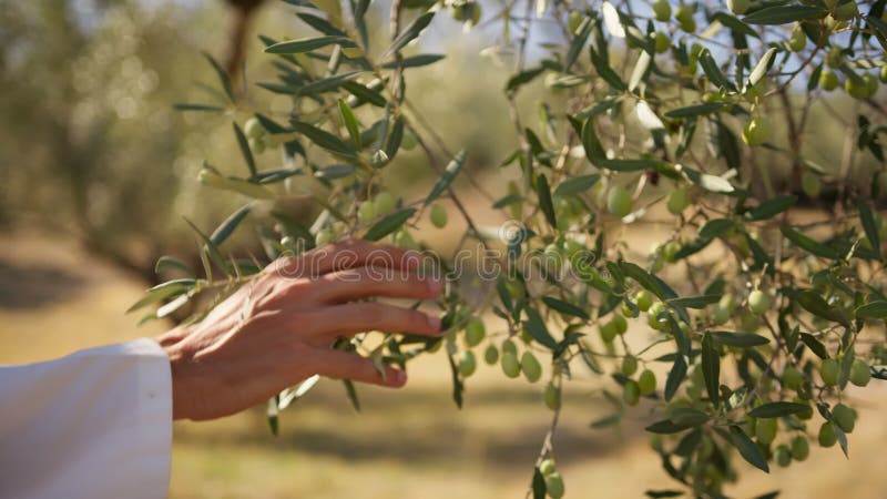 Expert with Lab Coat Touching Olive Tree Branches Stock Video - Video ...