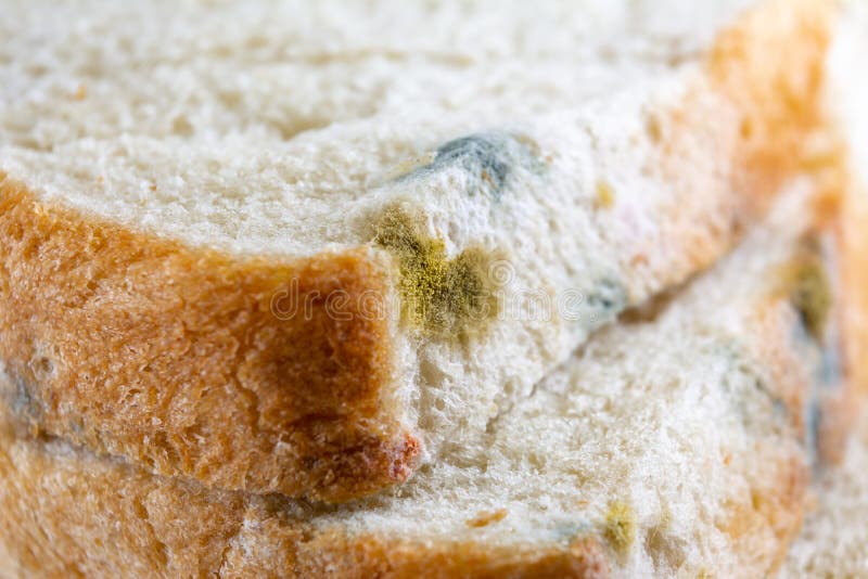 Expired Bread with Mold on Surface Stock Photo - Image of close ...
