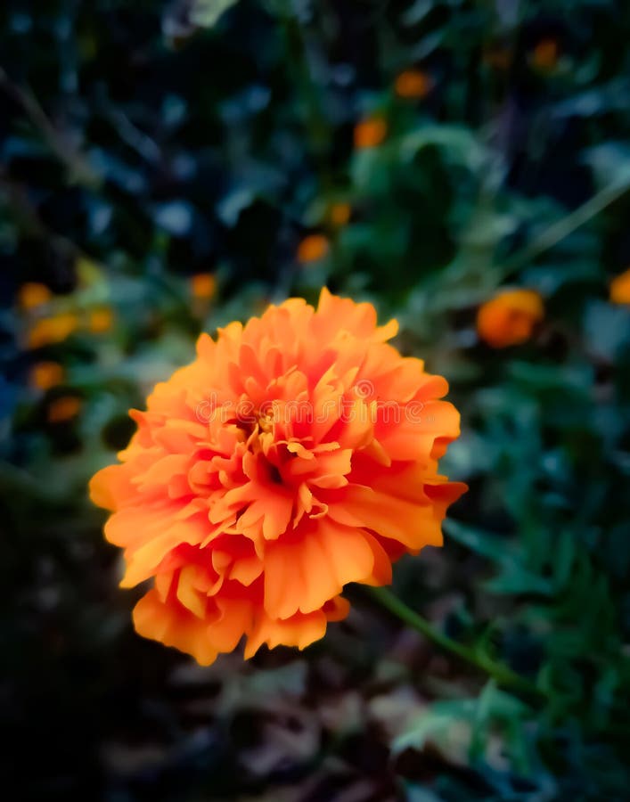 Explendid Flower Stock Photos - Free & Royalty-Free Stock Photos from ...