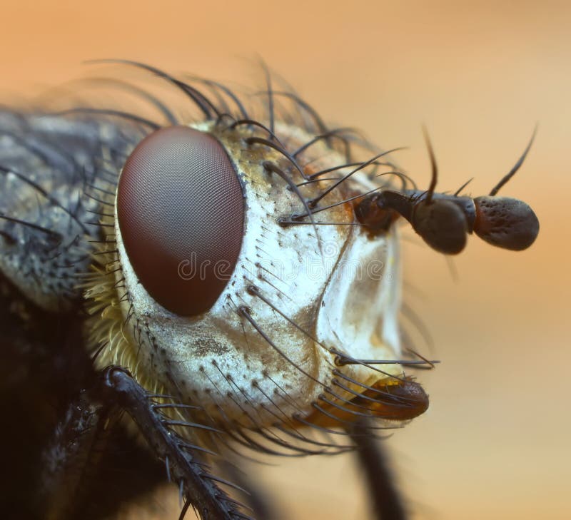 Explicated Portrait of the Fly Stock Photo - Image of close, nature ...