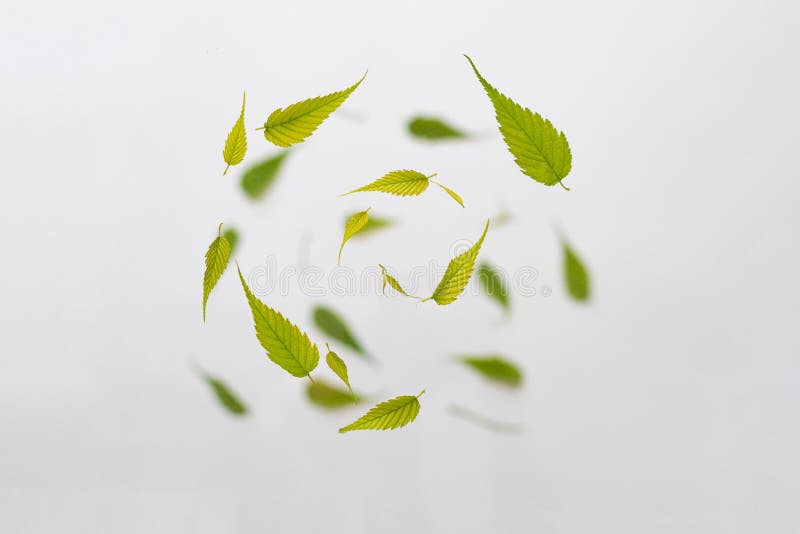 Flying Leaves of Green Mint Leaves Falling in the Air on White ...