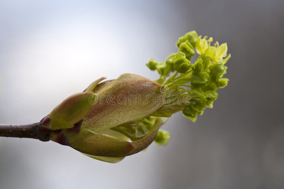 Exploding Bud during Spring Time Stock Image - Image of nature, closeup ...